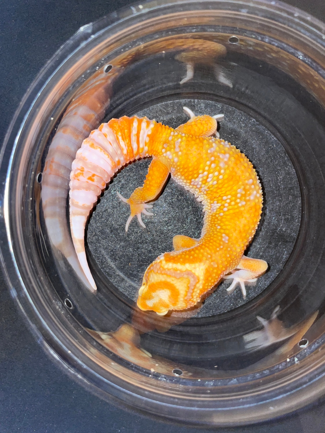 100% Firewater HET Free Leopard Gecko by First Due Geckos - MorphMarket