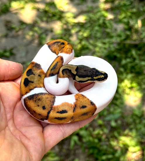 Leopard Pied Het.albino Ball Python by ApexRoyals