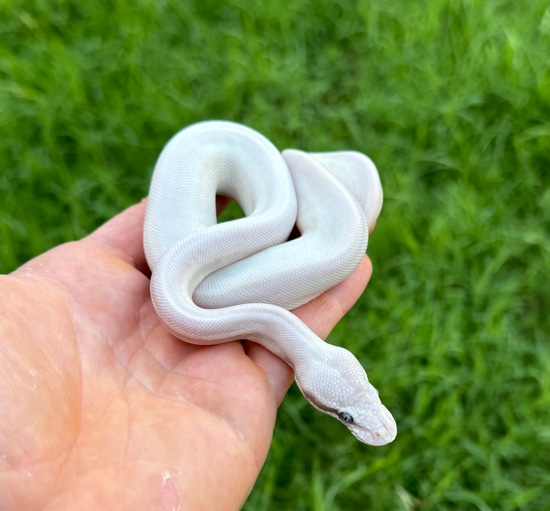 Mystic Potion (Poss Leopard Pastel) Ball Python by ApexRoyals