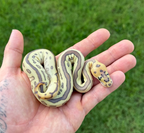 ODYB Lesser Leopard Clown Ball Python by ApexRoyals