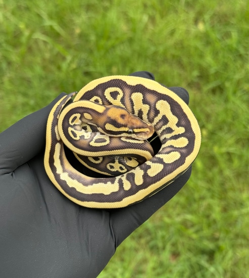 ODYB Lesser Leopard Het. Clown Ball Python by ApexRoyals