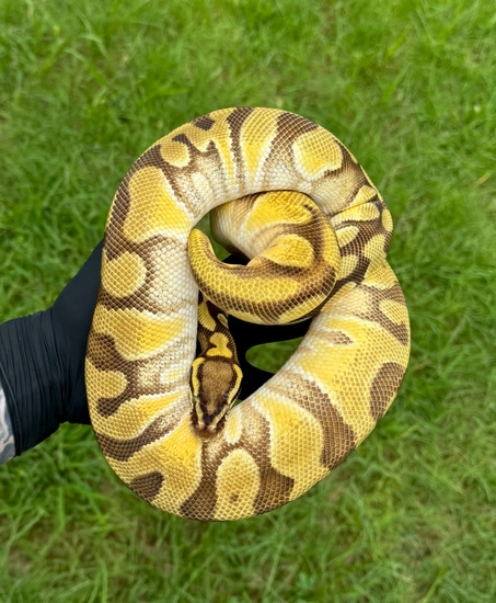 OD Enchi Mystic Pastel Het. Hypo Ball Python by ApexRoyals