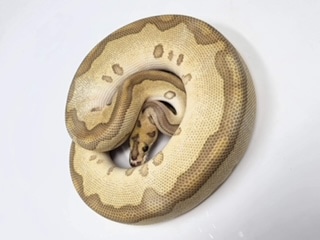 Leopard Lesser Enchi Clown Ball Python by Sexy Serpents