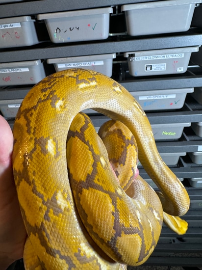 Orangeglow Phantom Reticulated Python by XLH Reptiles