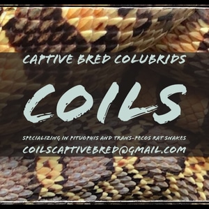 Coils Captive-Bred Colubrids - MorphMarket