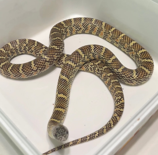 Pair - Project Kings Het HX, Lav, Anery And 66%PH Axanthic Florida ...