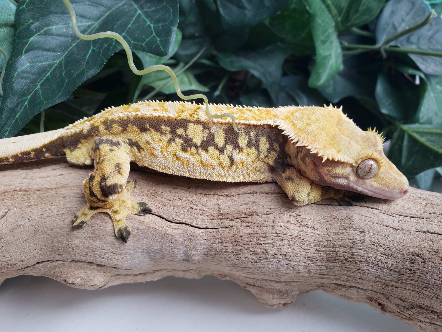 275 Shipped - Dark Base Pinstripe Adult Male Crested Gecko by De Novo ...