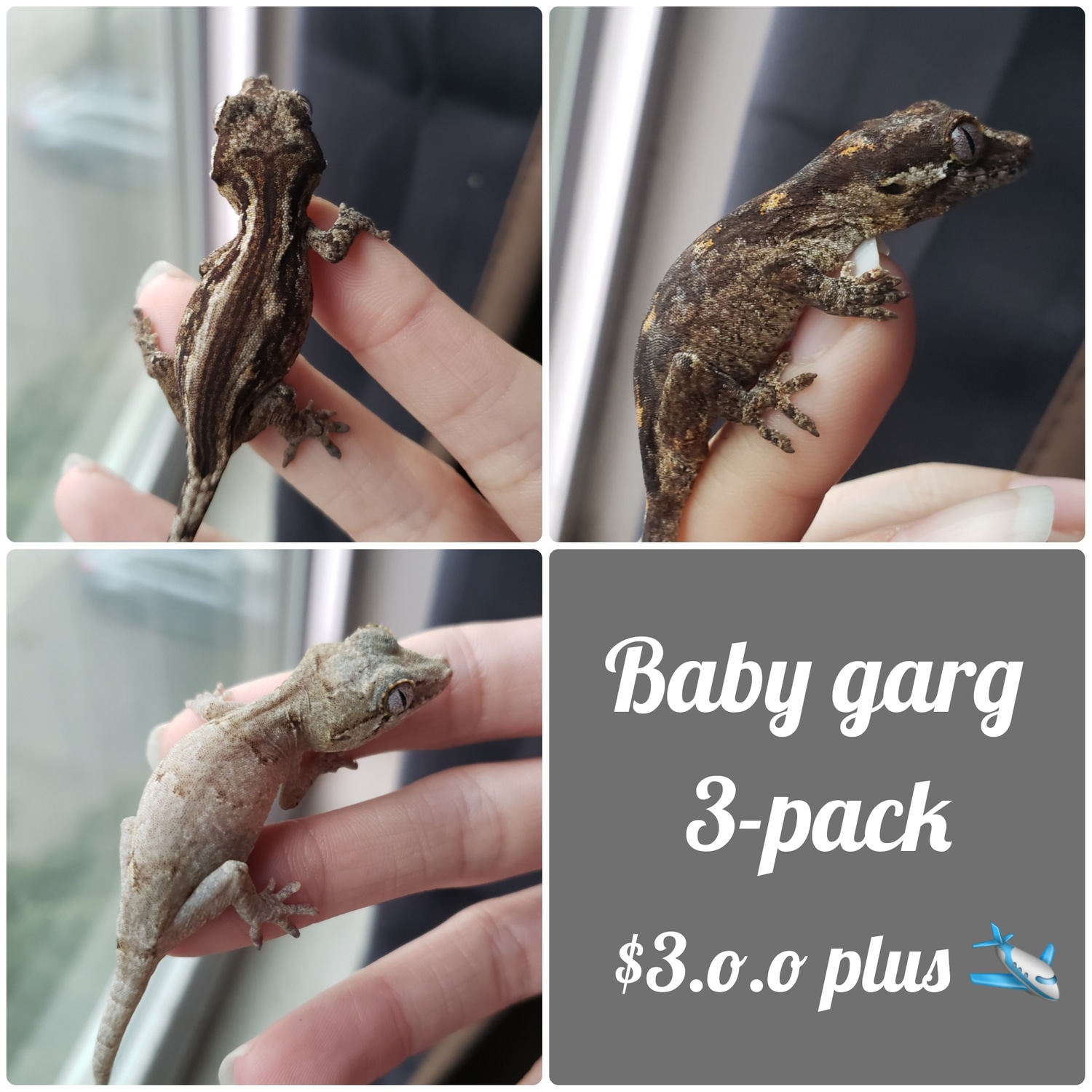 3 Pack Of Baby Gargoyle Geckos by De Novo Geckos - MorphMarket