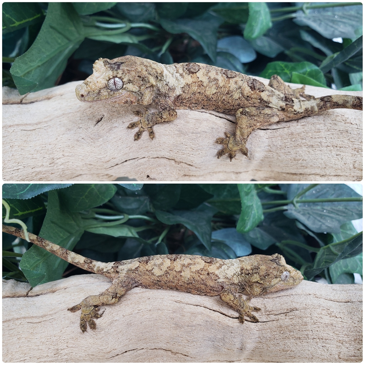 Juvie Probable Male And Female Chahoua Gecko by De Novo Geckos - MorphMarket