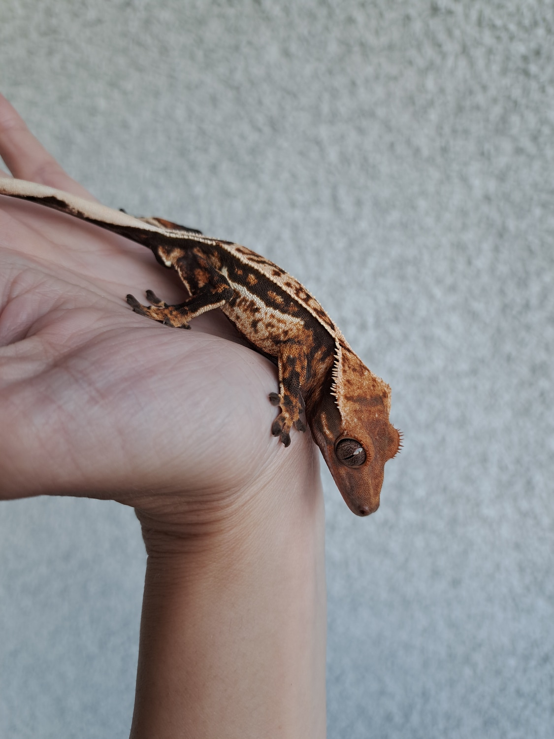Dark Base Quadstripe Male Crested Gecko by De Novo Geckos - MorphMarket