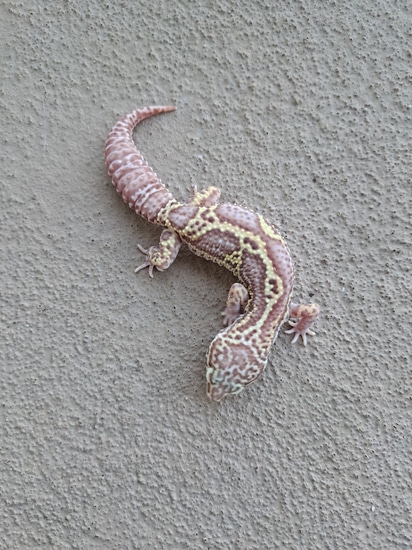 Bold Lavender Bell Albino Leopard Gecko by De Novo Geckos