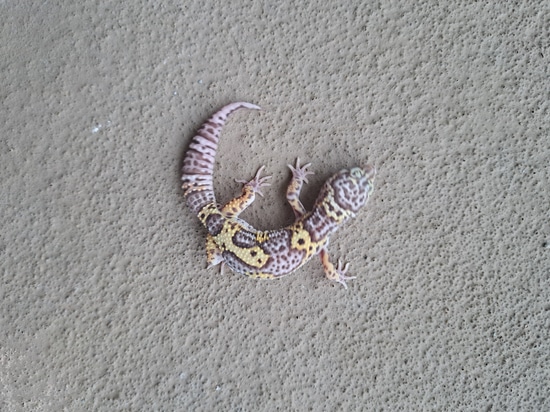 Mack Snow Bell Albino Leopard Gecko by De Novo Geckos