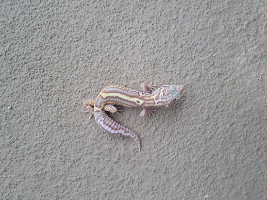 Mack Snow Bell Albino Stripe Leopard Gecko by De Novo Geckos