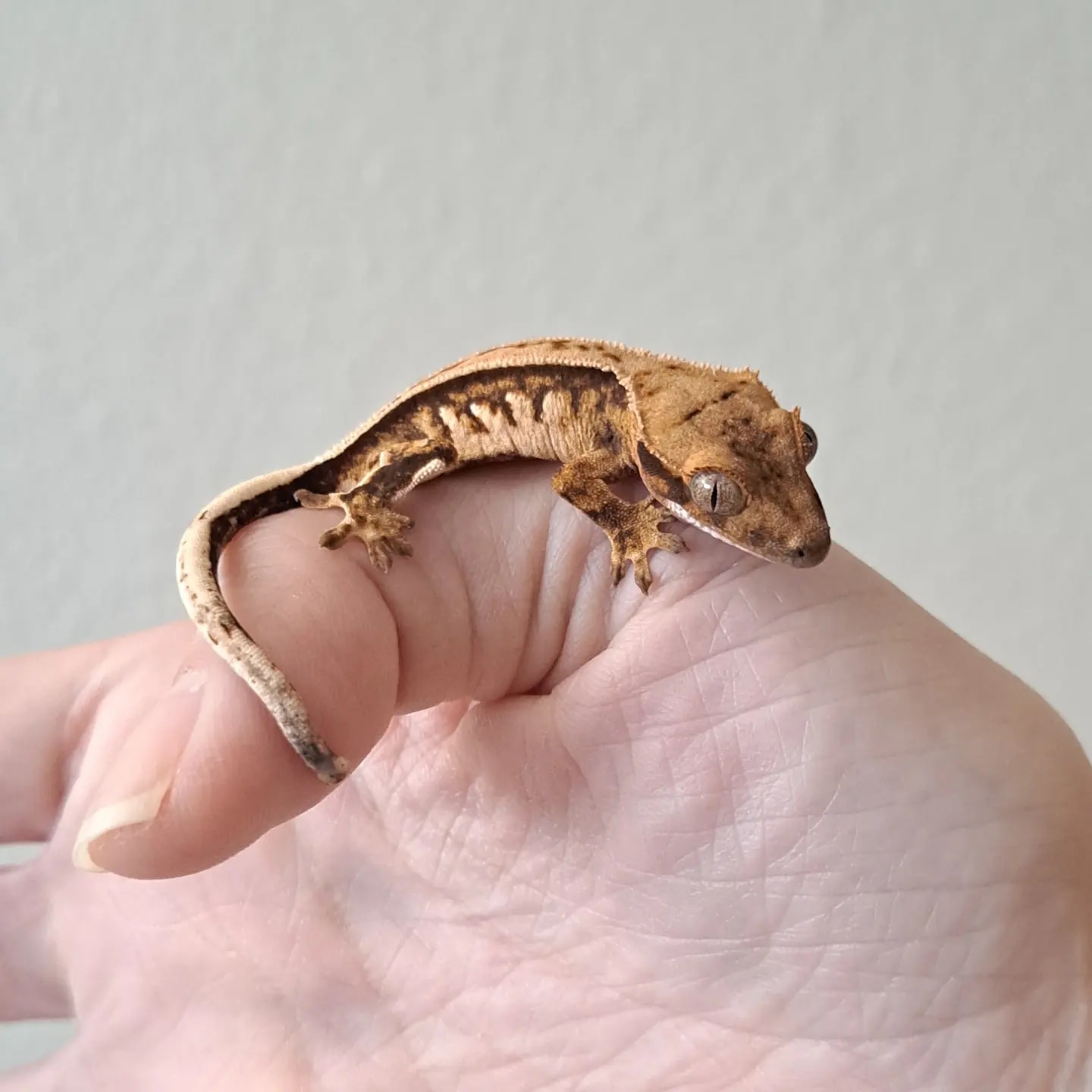 Perfect Pin Whitewall Crested Gecko by De Novo Geckos - MorphMarket