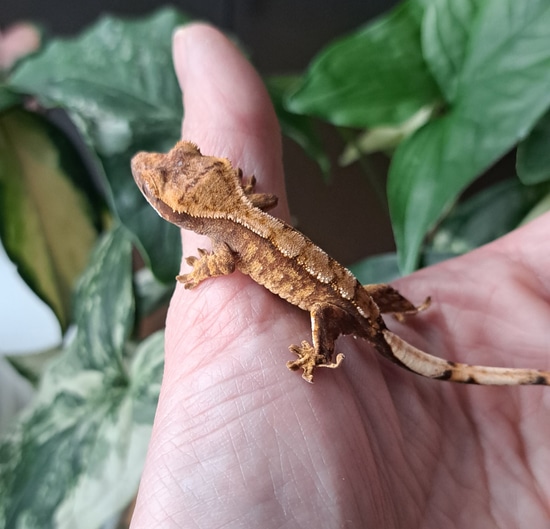 5 Pack Of Baby Crested Geckos by De Novo Gecko