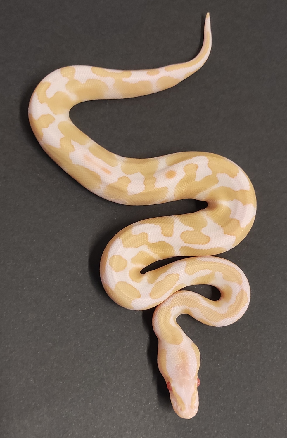 Candino 66% Het Pied Ball Python by Andrea_Colamedici - MorphMarket