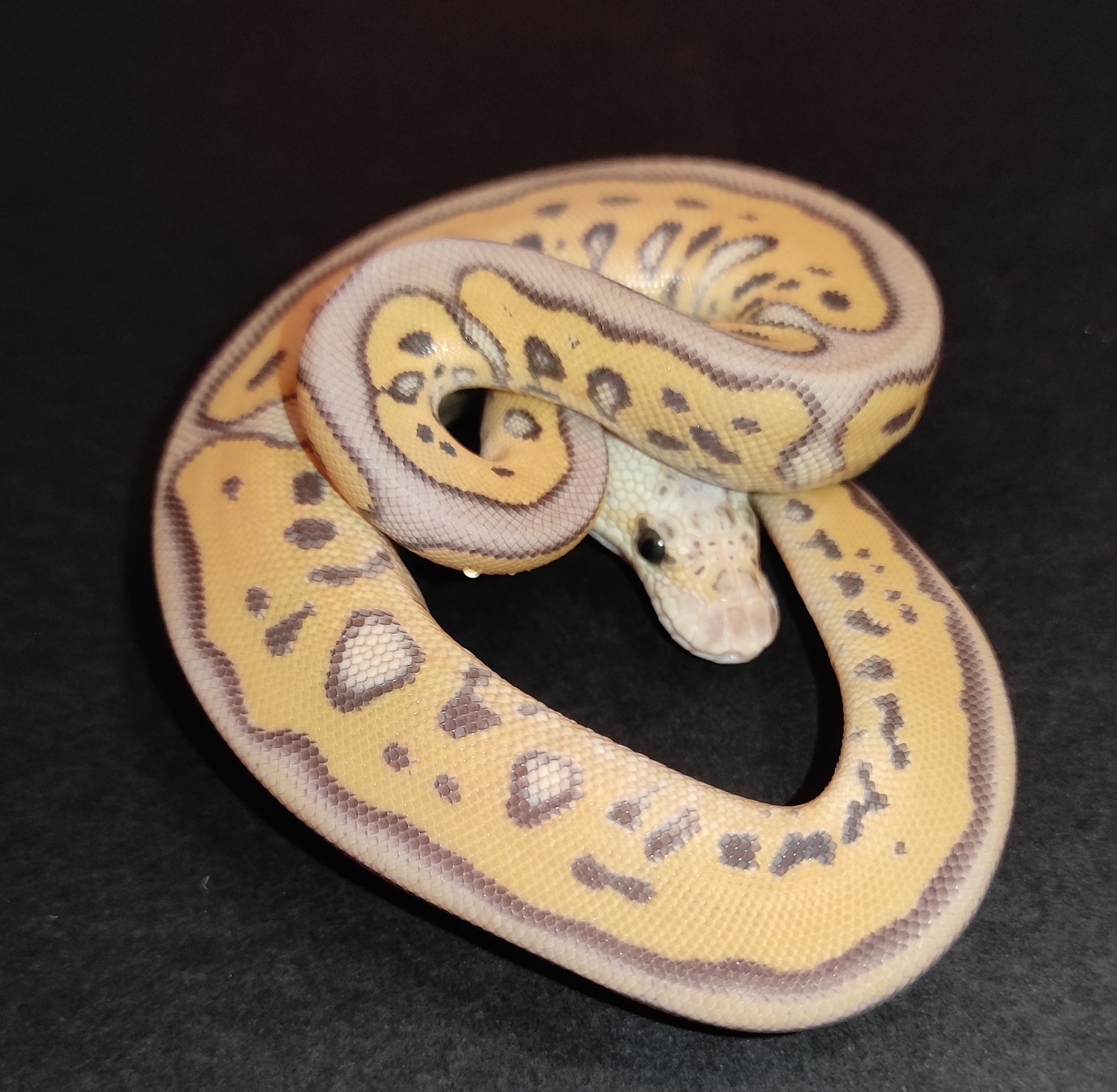 Super Pastel Leopard Clown Ball Python by Andrea_Colamedici - MorphMarket
