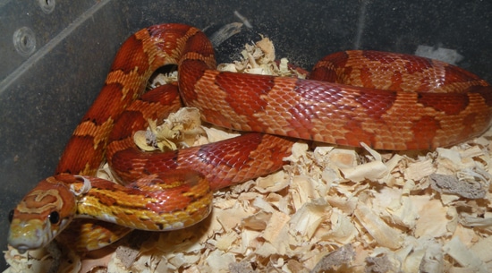 2019 Female Red Factor Corn Snake by Coldblooded Novelties