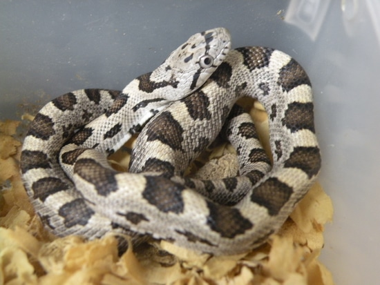 Grey Rat White Oak Runner Gray Rat Snake by Coldblooded Novelties