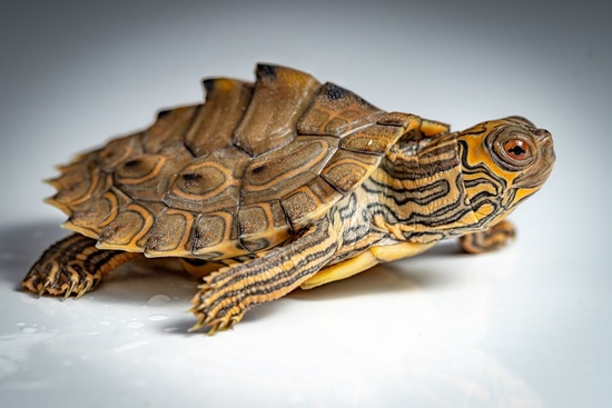 Baby Barbours Maps Map Turtle by Coldblooded Novelties
