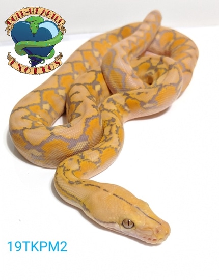 SuperDwarf/Dwarf Purple Albino PH Anery Reticulated Python by Cold-Hearted Exotics