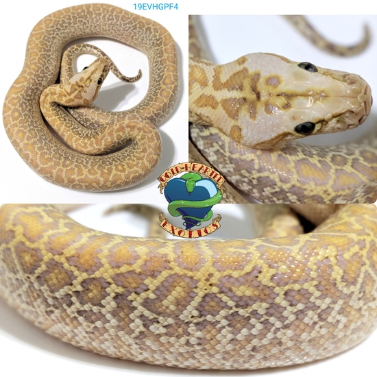 Enigma Line Hypo Granite Paradox Burmese Python by Cold-Hearted Exotics