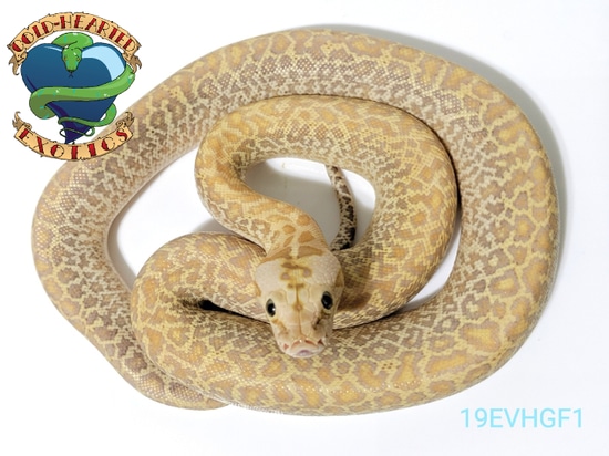 Enigma Line Hypo Granite Burmese Python by Cold-Hearted Exotics