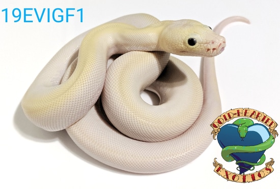 Enigma Line Ivory Granite Burmese Python by Cold-Hearted Exotics