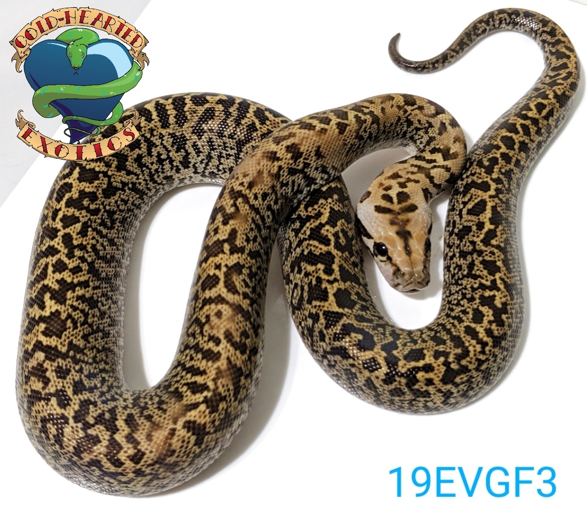 Enigma Line Granite Burmese Python by Cold-Hearted Exotics - MorphMarket