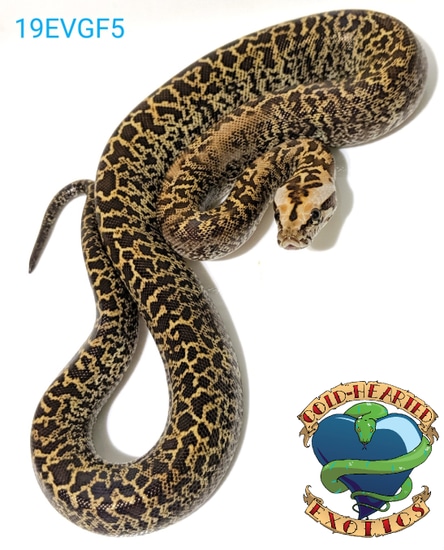 Enigma Line Granite Burmese Python by Cold-Hearted Exotics