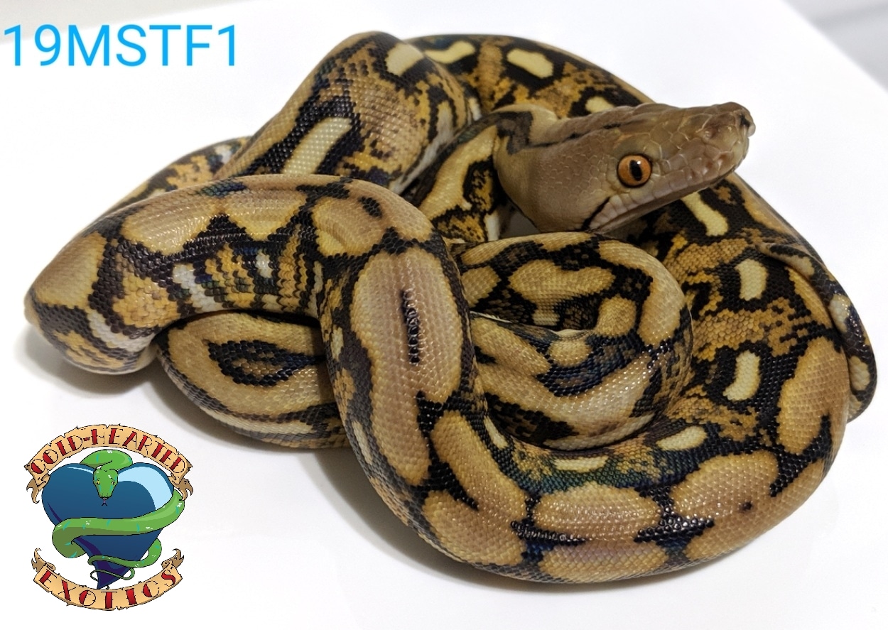 25% Jampea Tiger Het Purple PH Amel Reticulated Python by Cold-Hearted ...