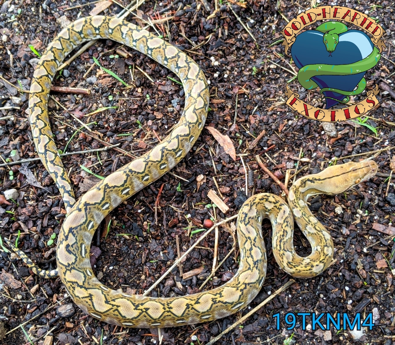 SuperDwarf/Dwarf Het Albino PH Anery Reticulated Python by Cold-Hearted ...