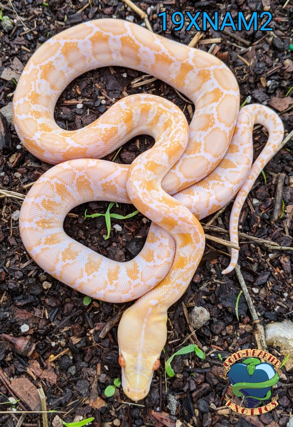 SuperDwarf Amel Reticulated Python by Cold-Hearted Exotics - MorphMarket