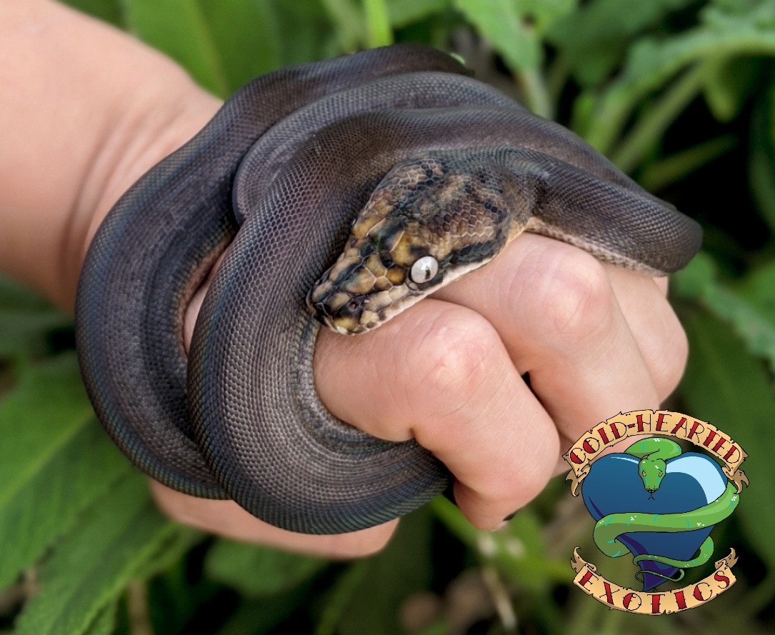 25% Jampea Motley Goldenchild Tiger Het Purple PH Amel Reticulated ...