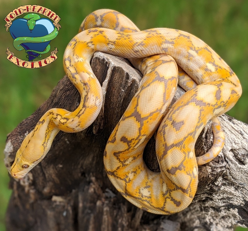 SuperDwarf/Dwarf Purple Albino PH Anery Reticulated Python by Cold ...