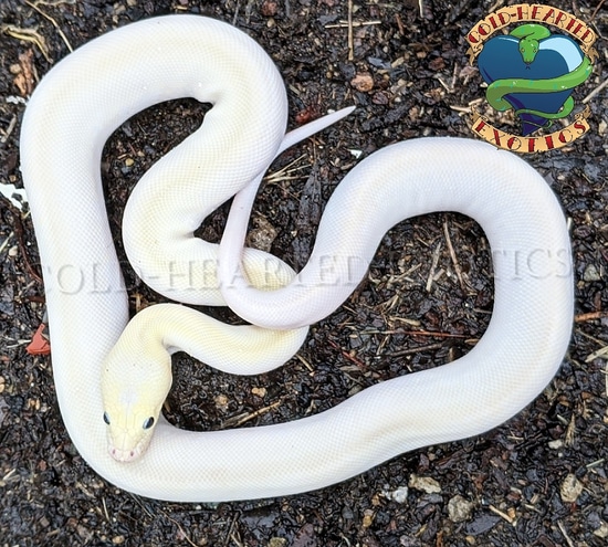 Enigma Line Ivory Granite Burmese Python by Cold-Hearted Exotics