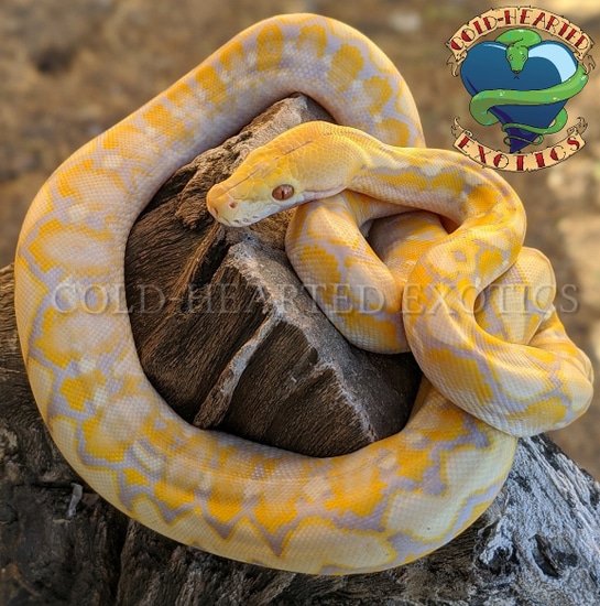 SuperDwarf/Dwarf Lavender Albino PH Anery Reticulated Python by Cold-Hearted Exotics