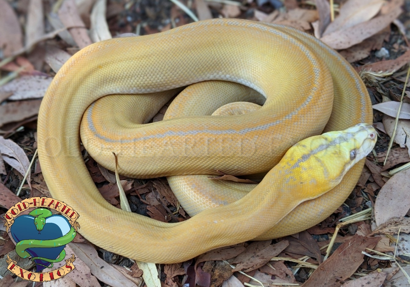 25% Jampea Dwarf Purple Motley Goldenchild Tiger Reticulated Python by ...