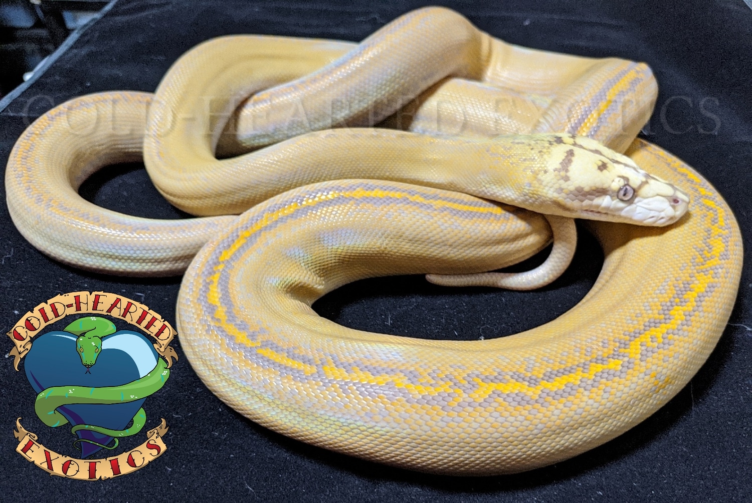 25% Jampea Purple Motley Goldenchild PH Amel Reticulated Python by Cold ...