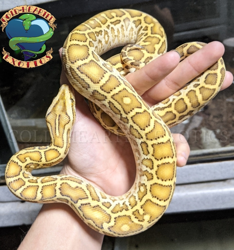 Enigma Line Hypo 100% Het Albino Granite PH Green Burmese Python by ...