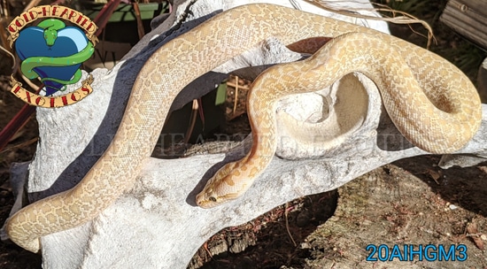 Enigma Line Hypo Granite 100% Het Albino PH Green Burmese Python by ...
