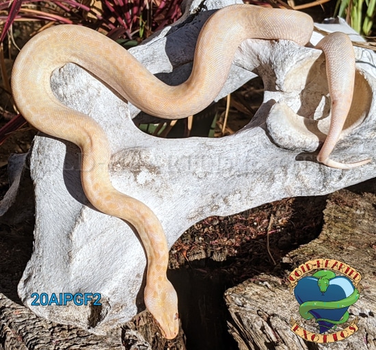 Enigma Line Pearl Granite PH Green Burmese Python by Cold-Hearted Exotics