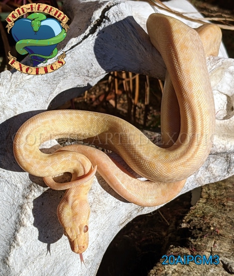 Enigma Line Pearl Granite PH Green Burmese Python by Cold-Hearted Exotics