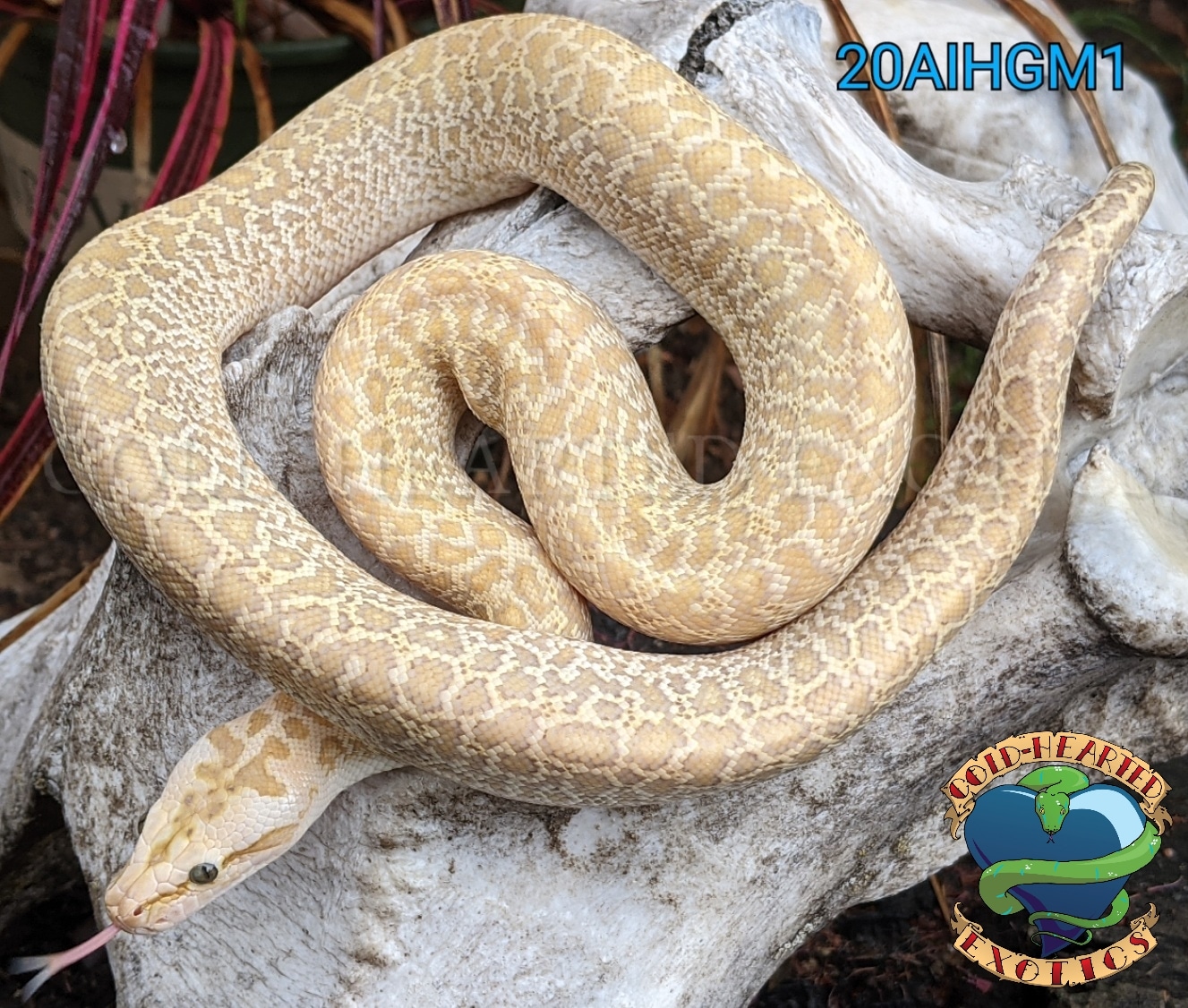 Enigma Line Hypo Granite 100% Het Albino PH Green Burmese Python by ...