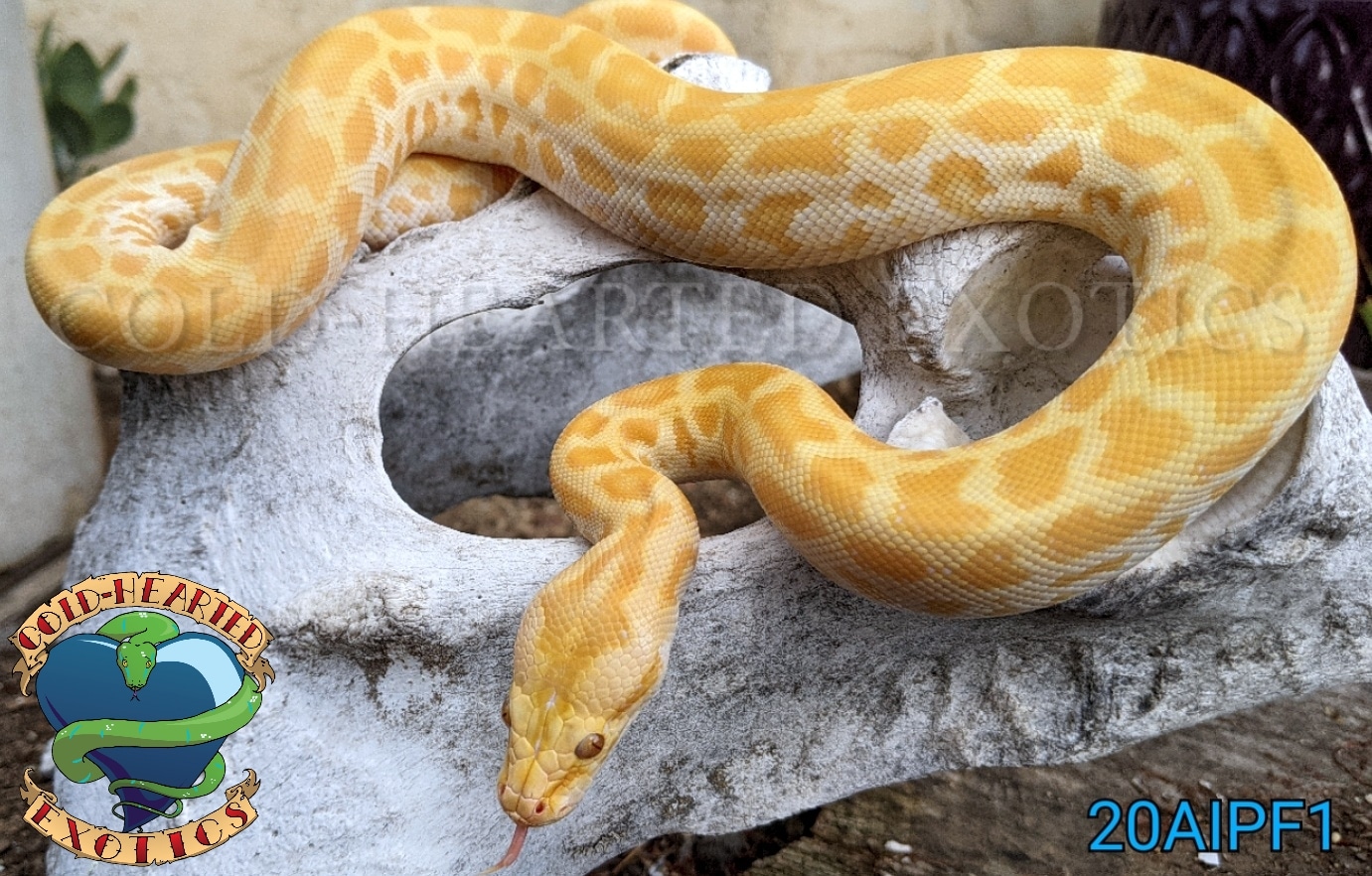 Enigma Line Pearl PH Green Burmese Python by Cold-Hearted Exotics ...