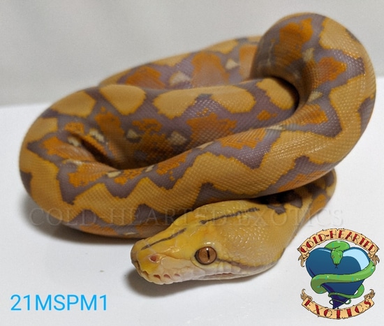 25% Jampea Dwarf Purple Reticulated Python by Cold-Hearted Exotics