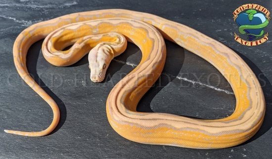 25% Jampea Dwarf Purple Motley Tiger Reticulated Python by Cold-Hearted ...
