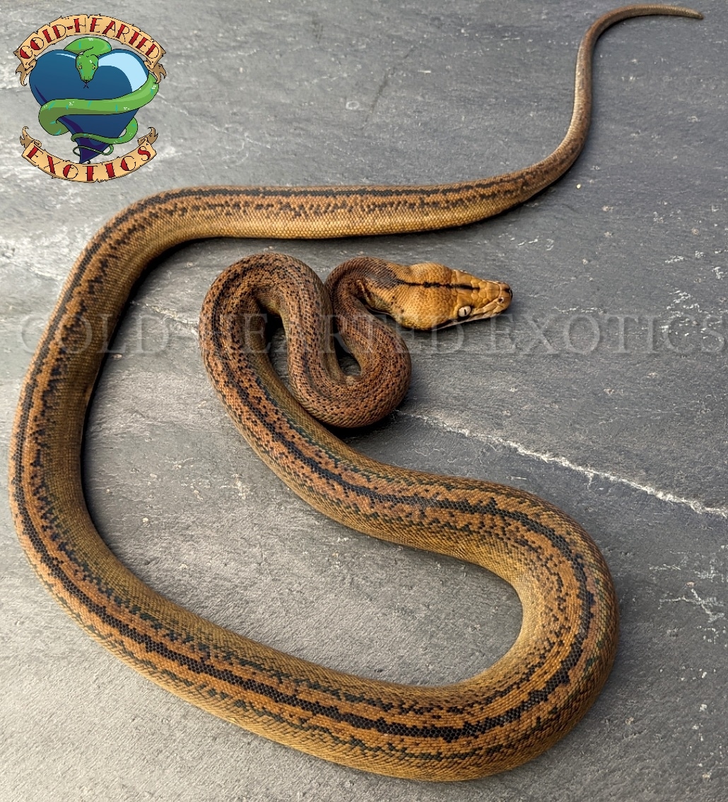 25% Jampea Dwarf Goldenchild Tiger Het Purple Reticulated Python by ...