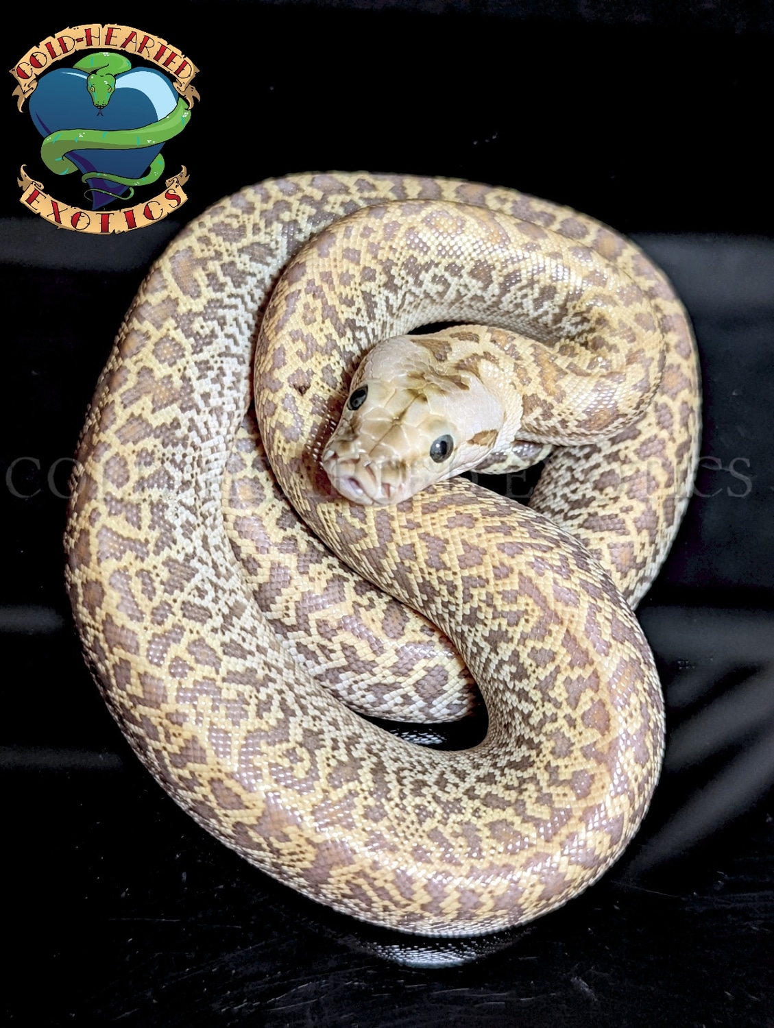 Enigma Line Hypo Granite Paradox Burmese Python by Cold-Hearted Exotics ...