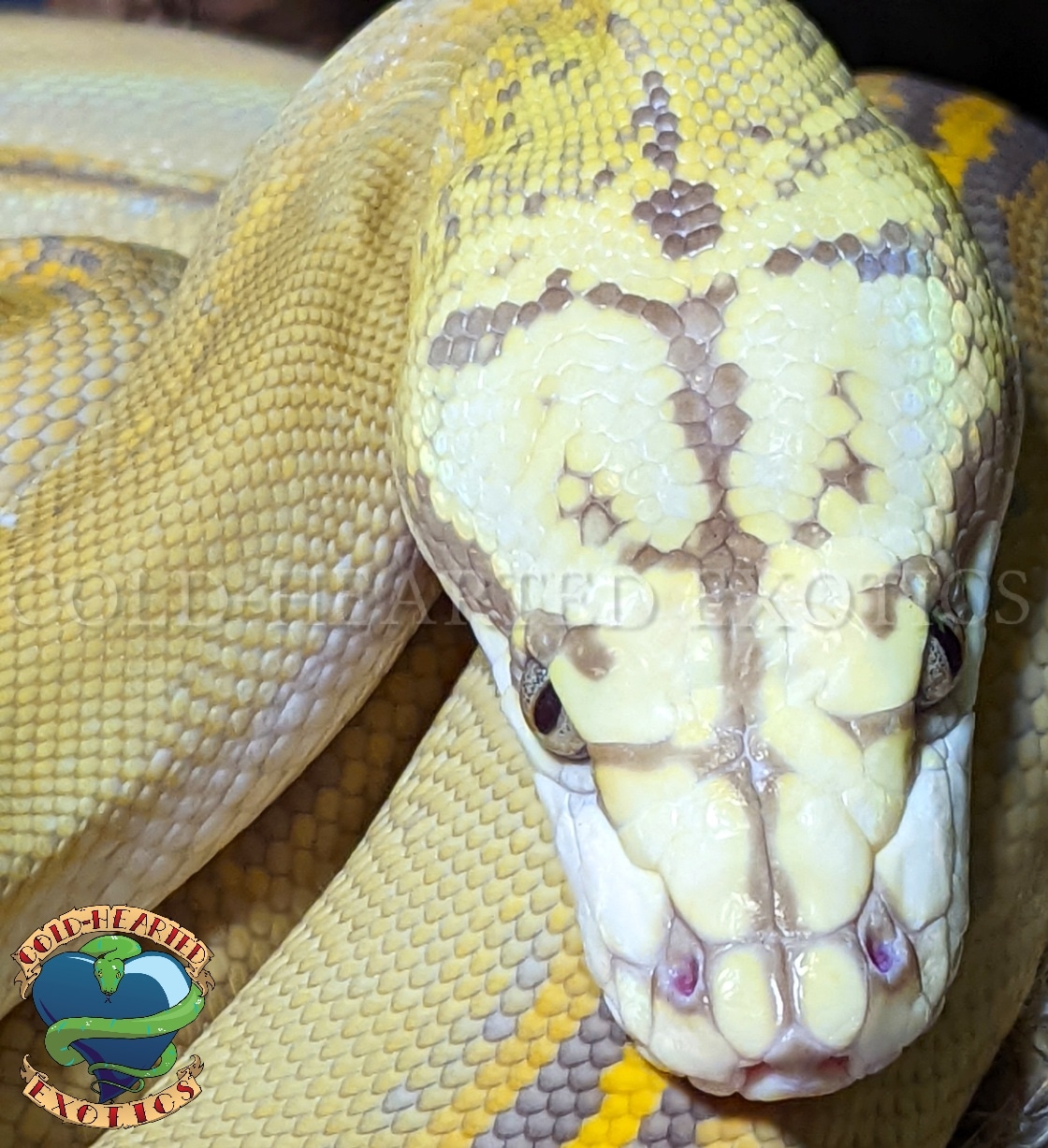 25% Jampea Dwarf Purple Motley Goldenchild Reticulated Python by Cold ...